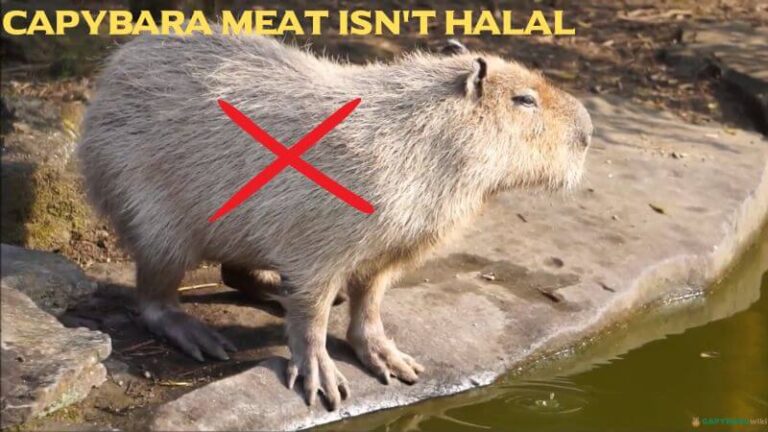 Capybara Meat