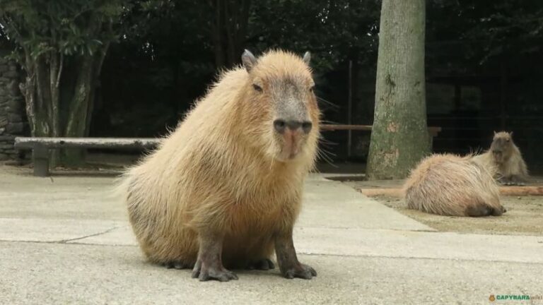 Capybara Meat